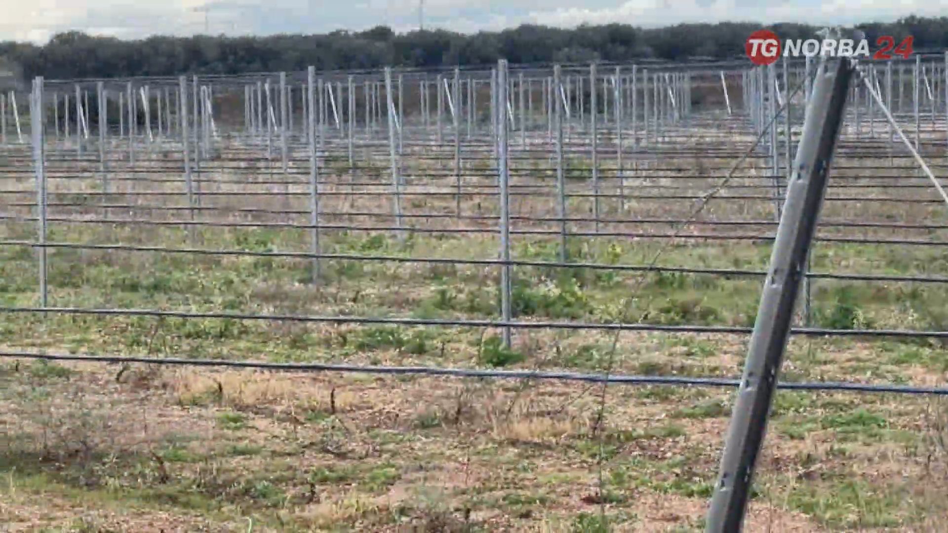 Furti in campagna, protocollo d'intesa a Taranto - Telenorba