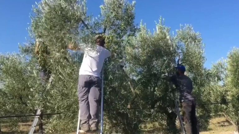 Costretti a turni di dieci ore in campagna: arrestato il responsabile ...