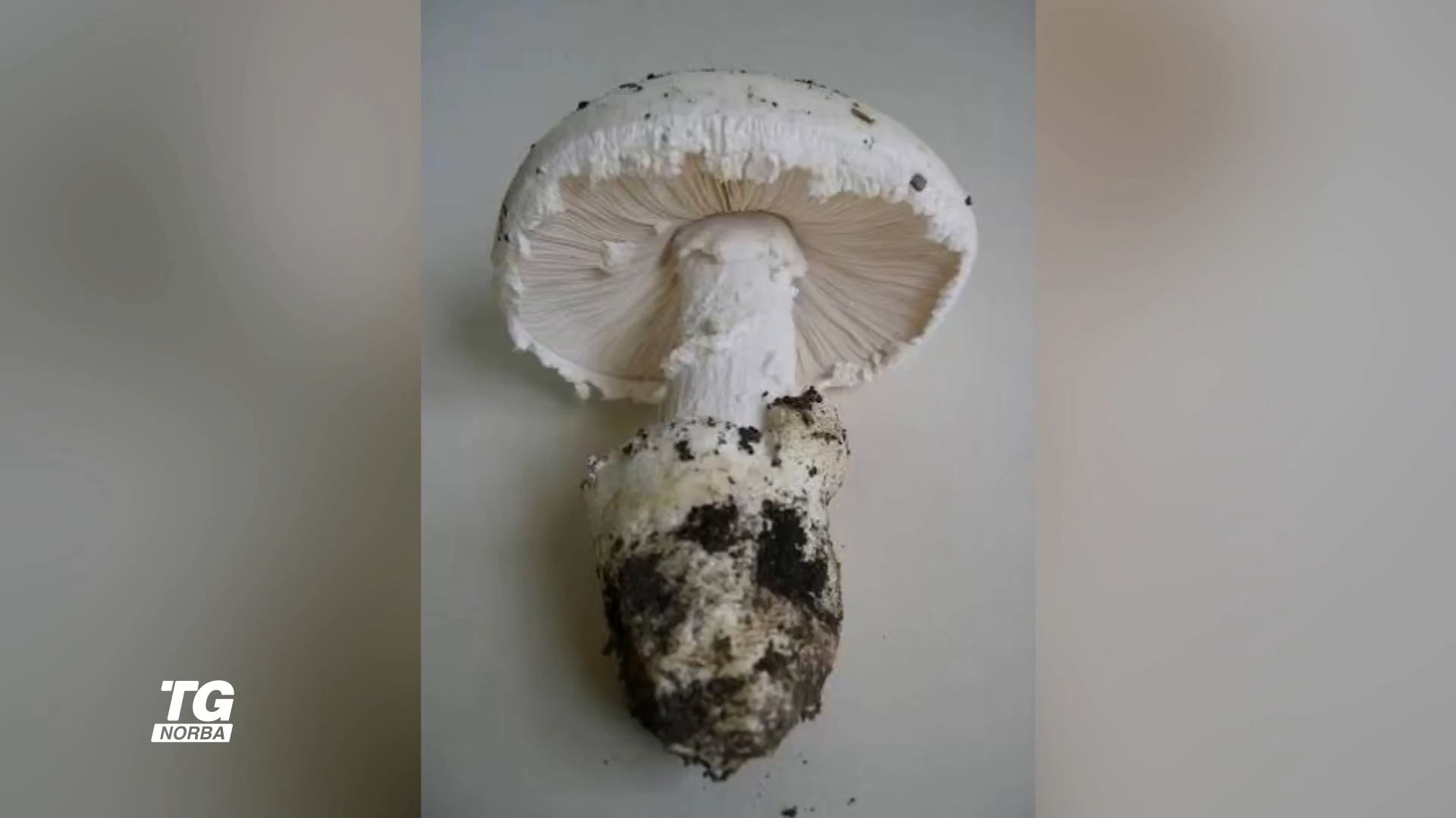 Ostuni: identificato fungo velenoso fatale a 80enne - Telenorba