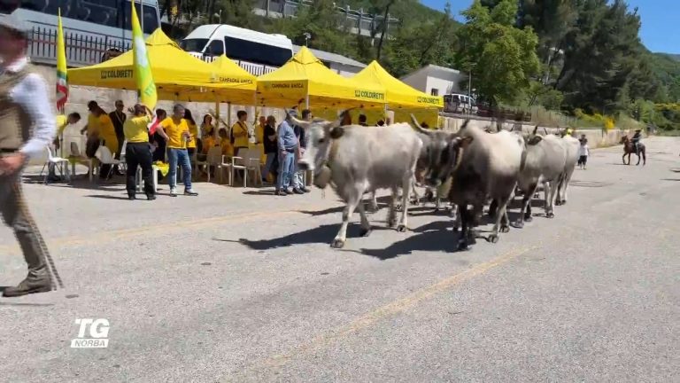 Picerno, torna la festa della transumanza, in scena tradizioni e ...